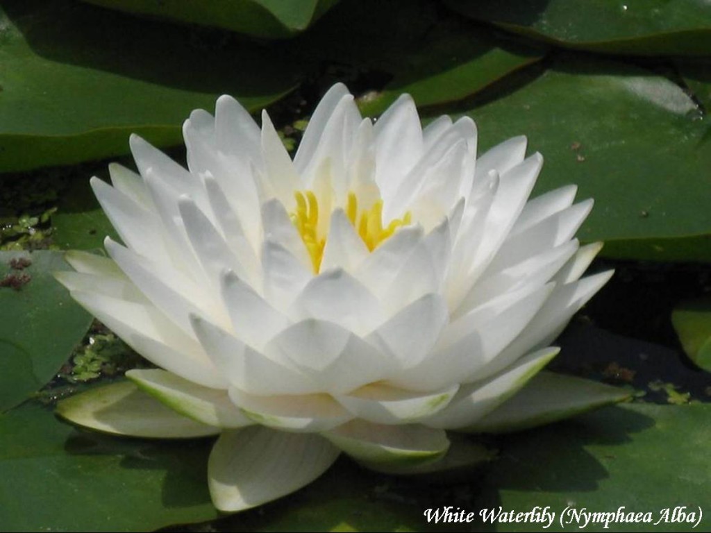 Flor Nacional - Egito - Flores e Flores