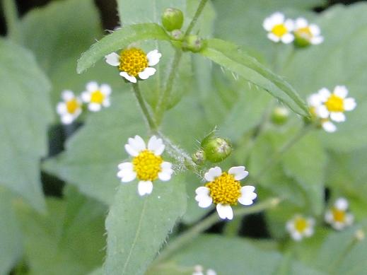 A menor flor do mundo foi descoberta no Peru - Flores e Flores