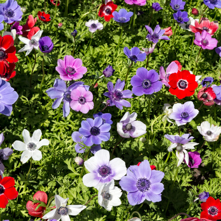 Anêmona: Encanto Delicado da Natureza - Flores e Flores